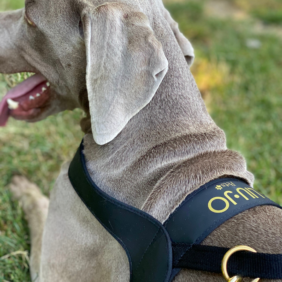 Articoli e accessori per Cani e Gatti – KEDL