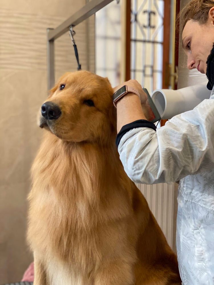 Toelettatura Estetica, Cura Denti e Pet Shop. Benessere Animale – KEDL