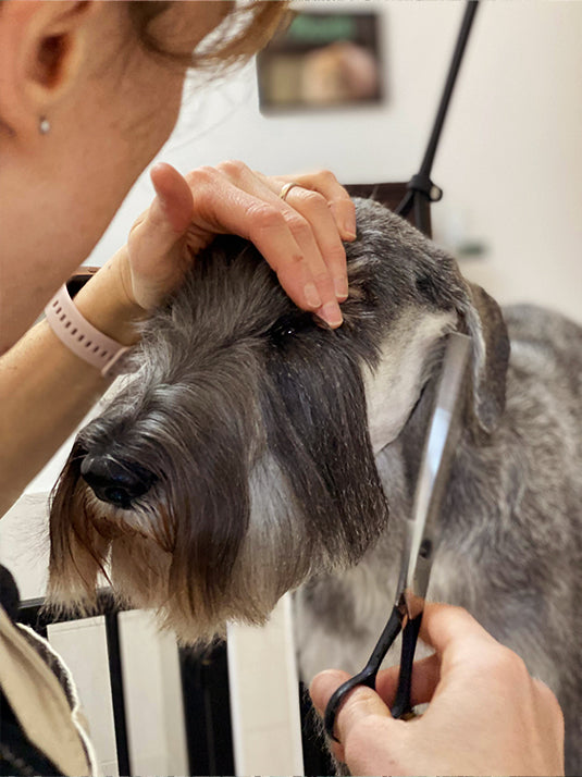 Toelettatura Estetica, Cura Denti e Pet Shop. Benessere Animale – KEDL
